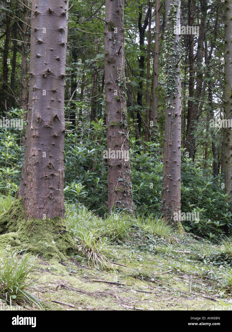 Woodland path with a eye level view of tall tree trunks Stock Photo - Alamy