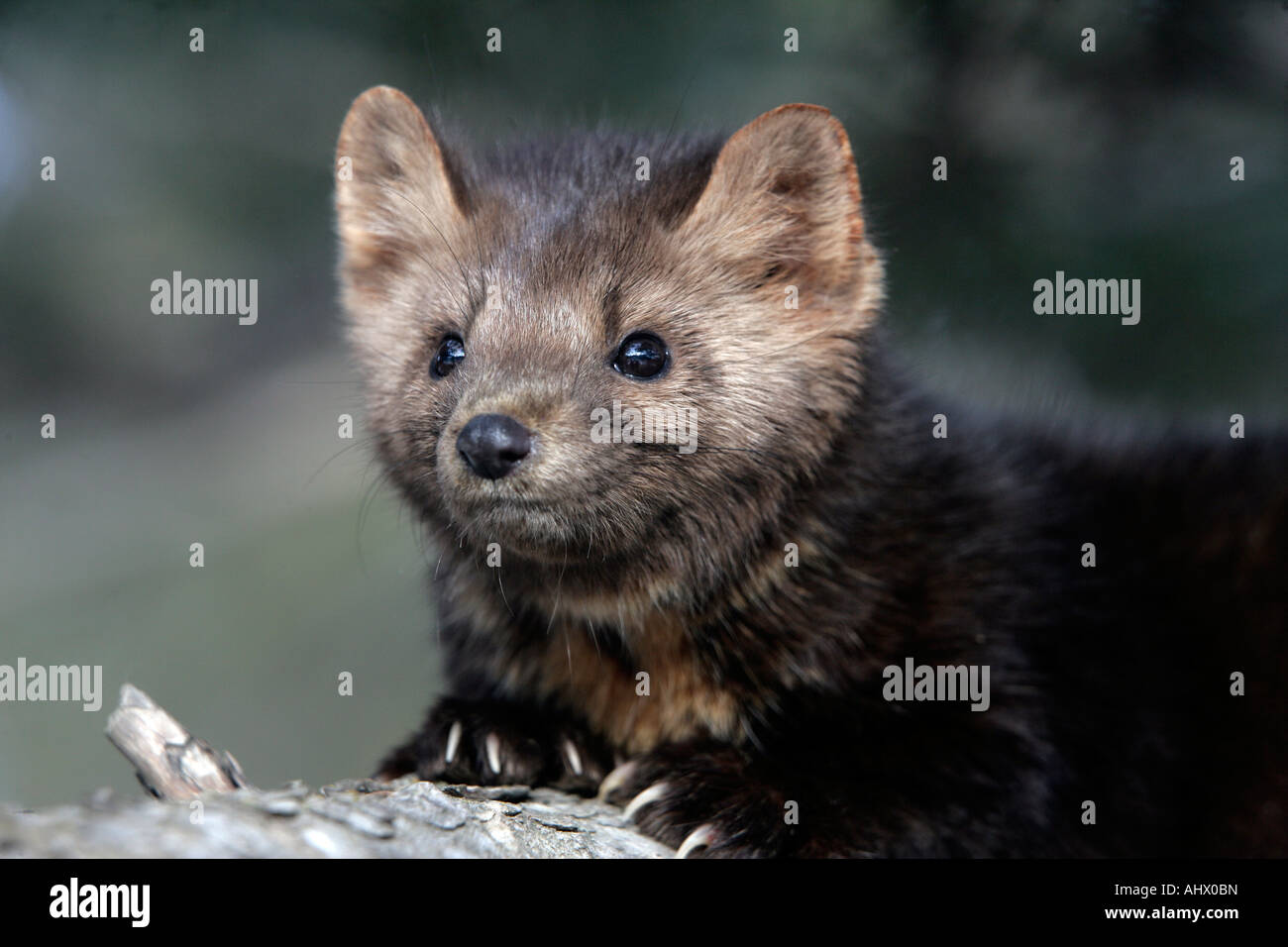 American marten Martes americana Montana USA Stock Photo - Alamy