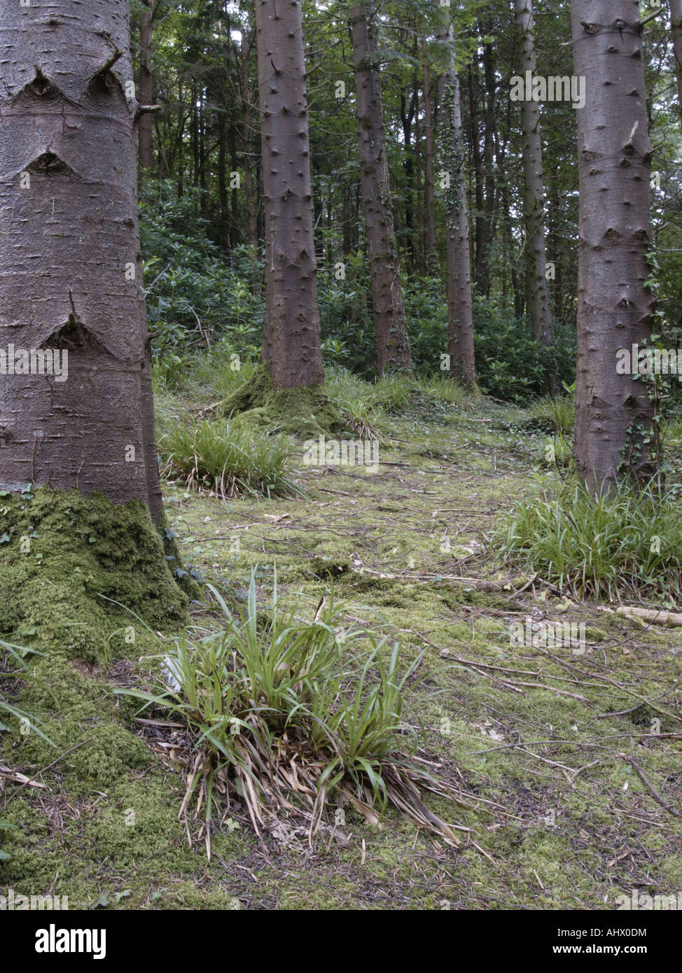 Woodland path with a eye level view of tall tree trunks Stock Photo - Alamy