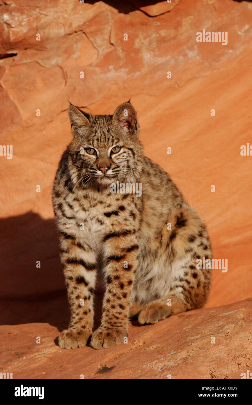 Bobcat Desert Stock Photos & Bobcat Desert Stock Images - Alamy