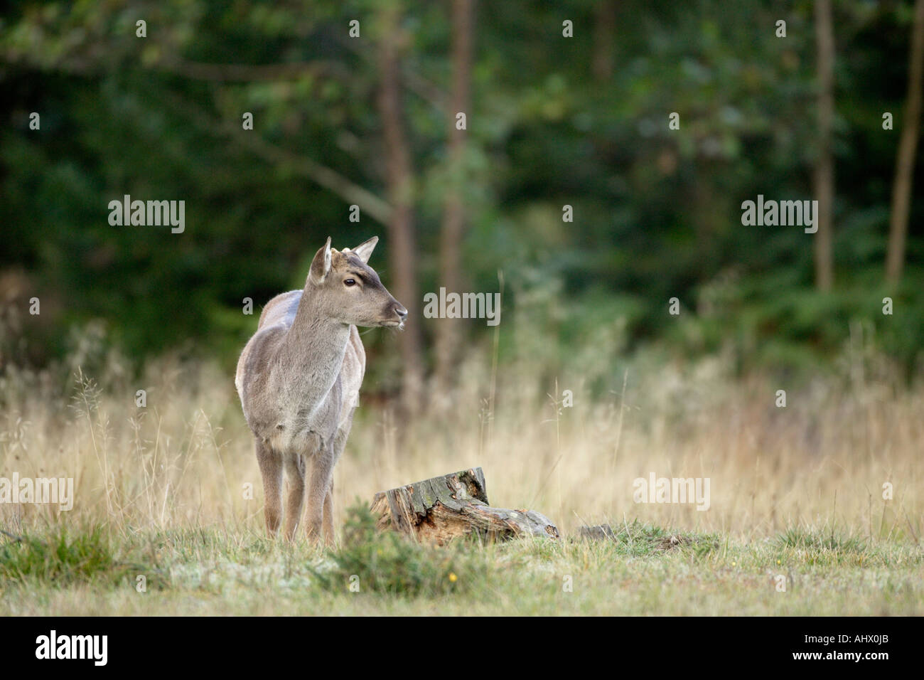Fallow Deer young pricket at a salt lick in the Forest of Dean Stock ...