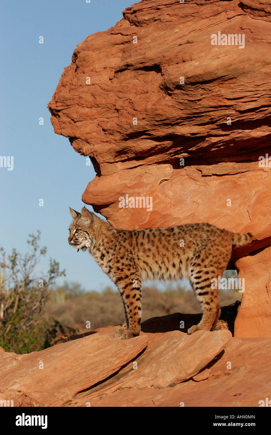 young bobcat in desert habitat, wildcat in red rocks of american west ...
