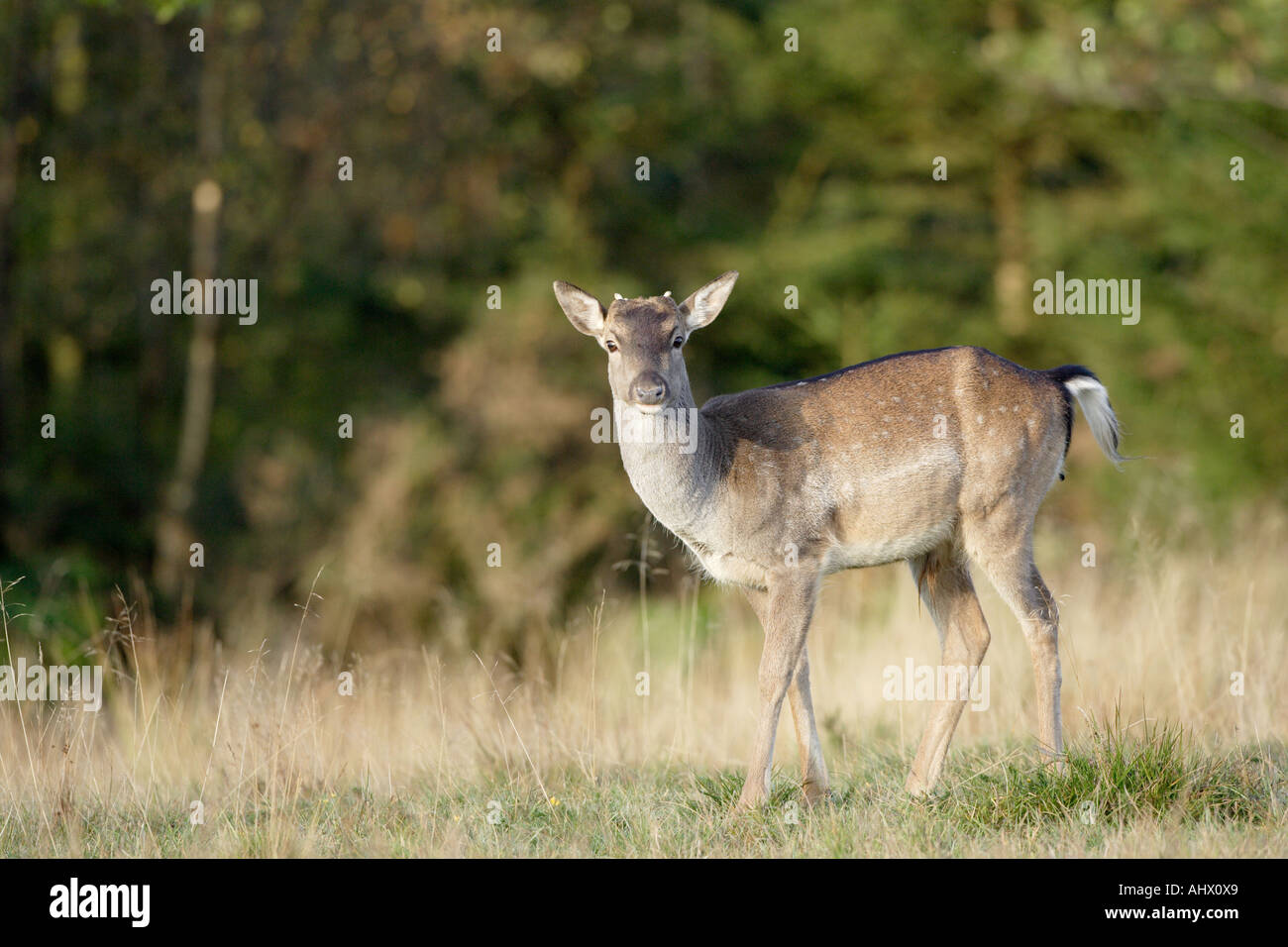 Pricket hi-res stock photography and images - Alamy