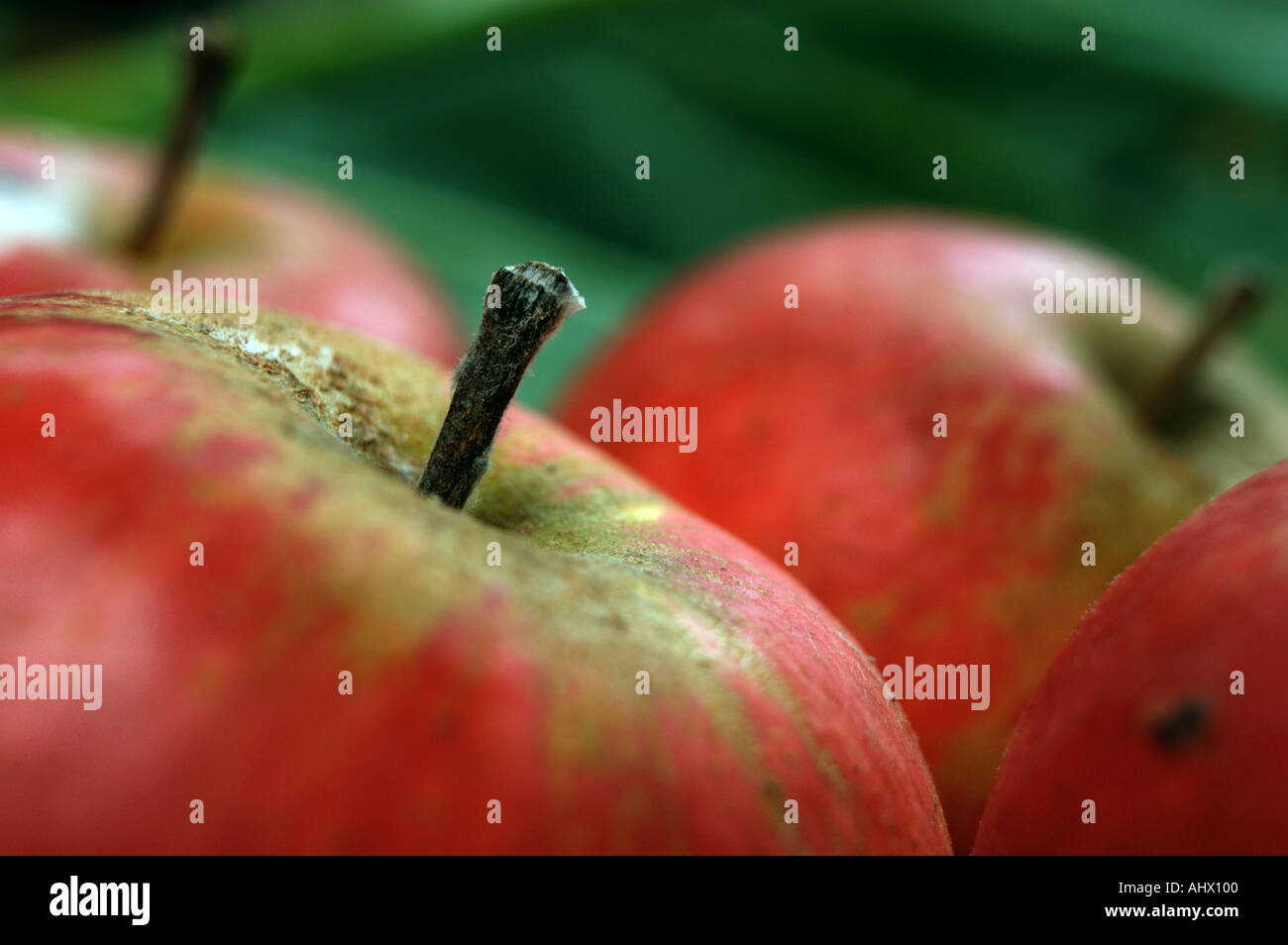 Apple English apples Stock Photo - Alamy