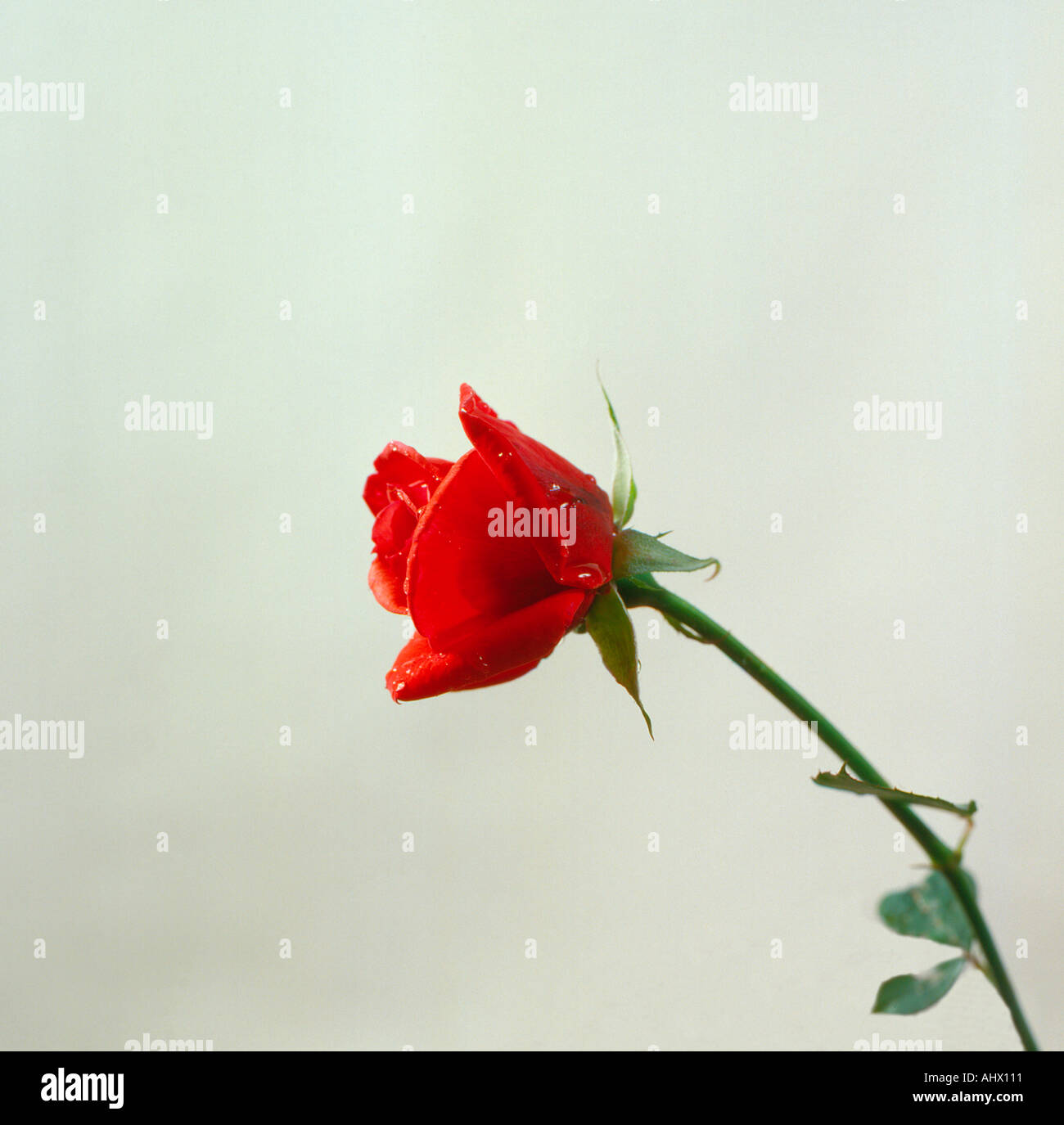 Single red rose hi-res stock photography and images - Alamy