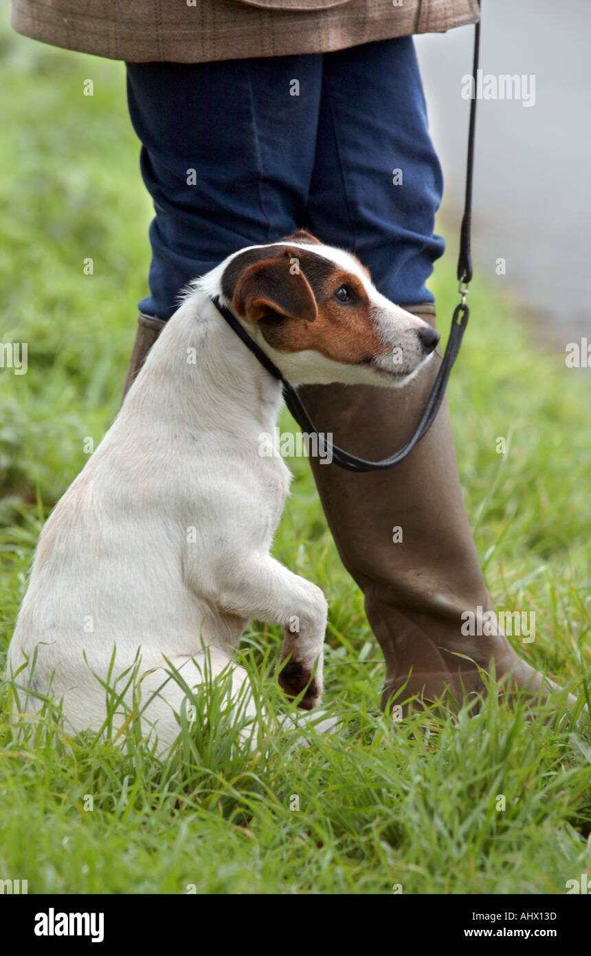 Jack Russell dog Stock Photo - Alamy