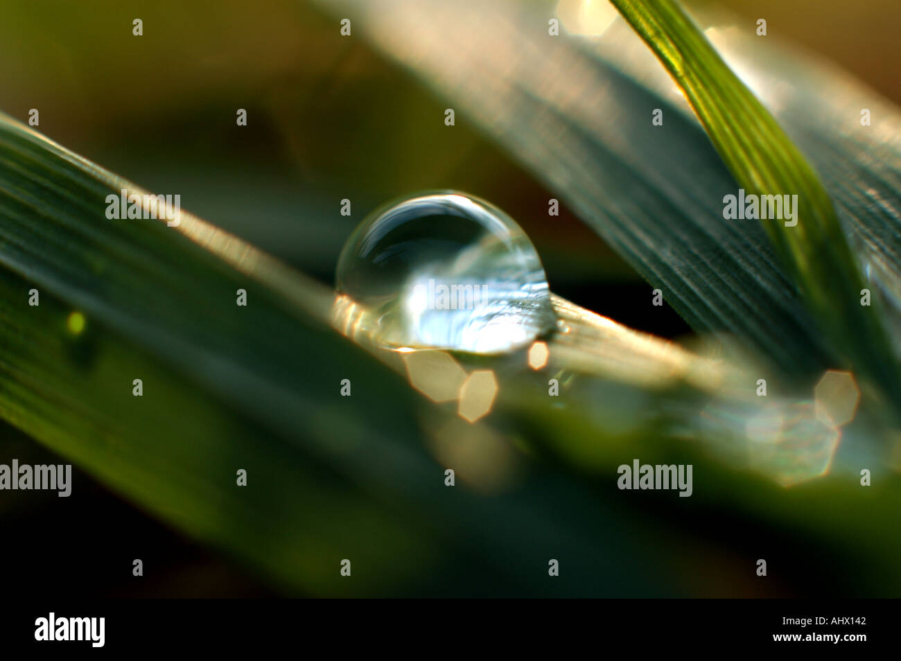 Drop water on grass hi-res stock photography and images - Alamy