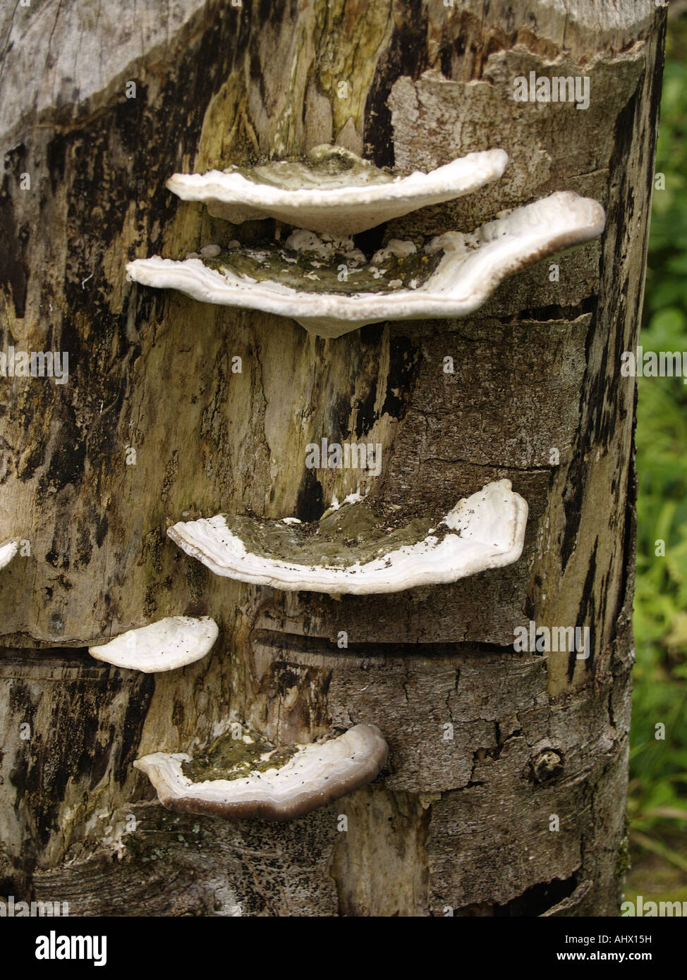 Large bracket fungi Stock Photo - Alamy