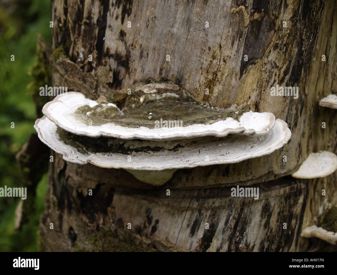 Close up of Large bracket fungi growing from a tree trunk Stock Photo ...