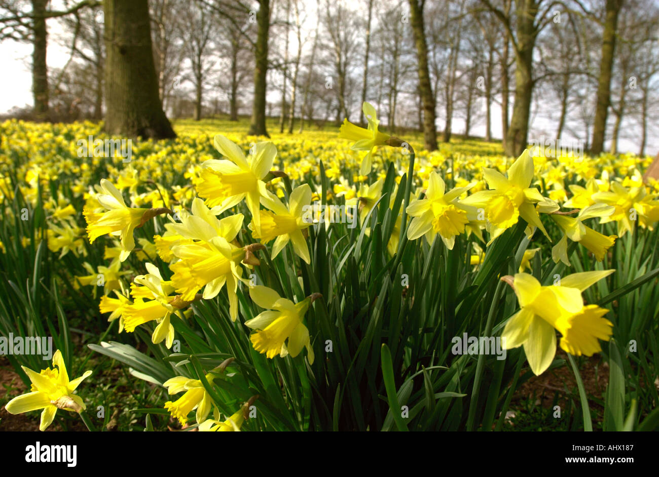 Host of english daffodils in woodland hi-res stock photography and ...