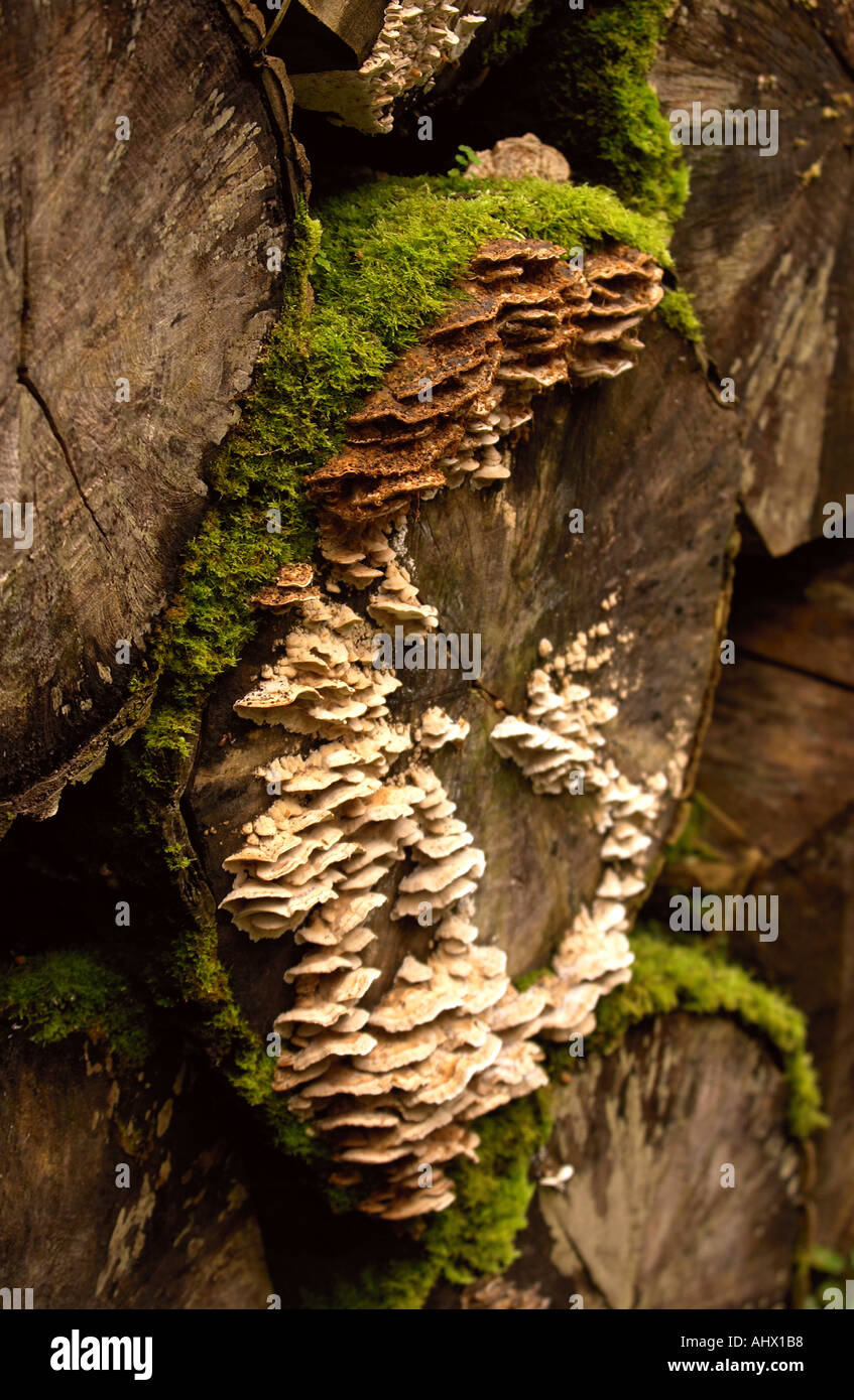 Rotten wood pile fungi hi-res stock photography and images - Alamy