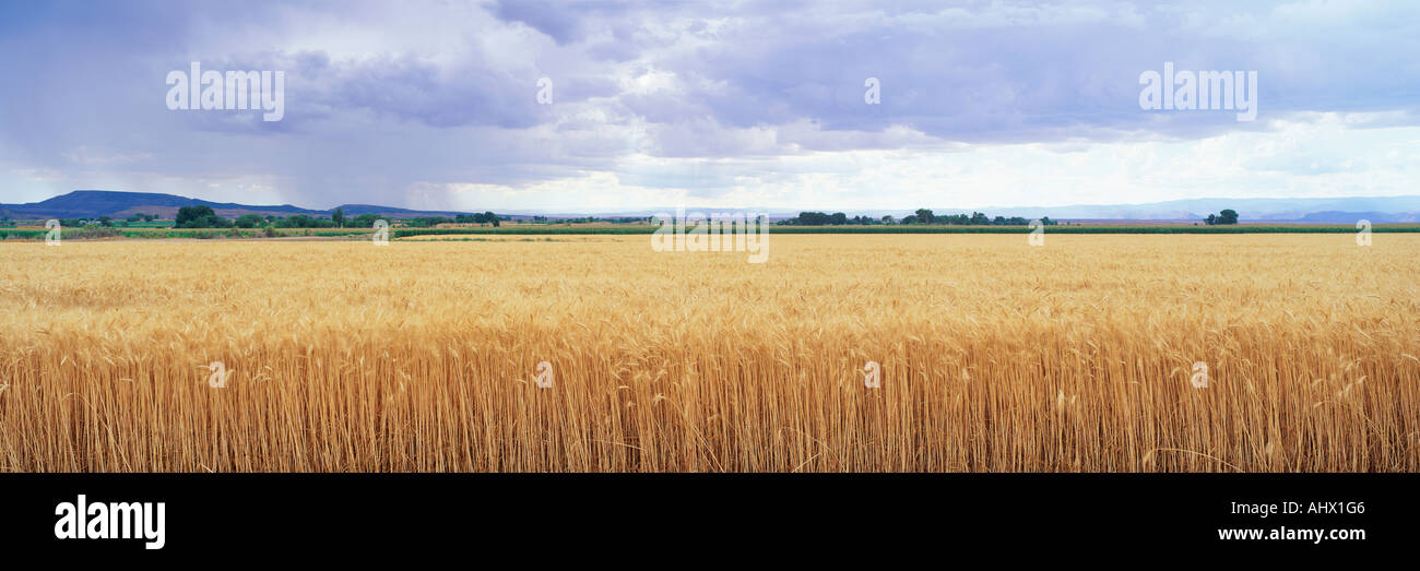 Golden field under overcast sky Stock Photo - Alamy