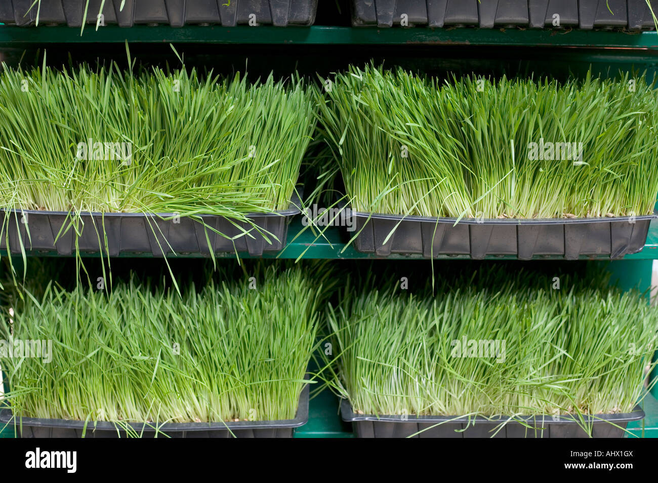trays of wheatgrass at londons borough market Stock Photo - Alamy