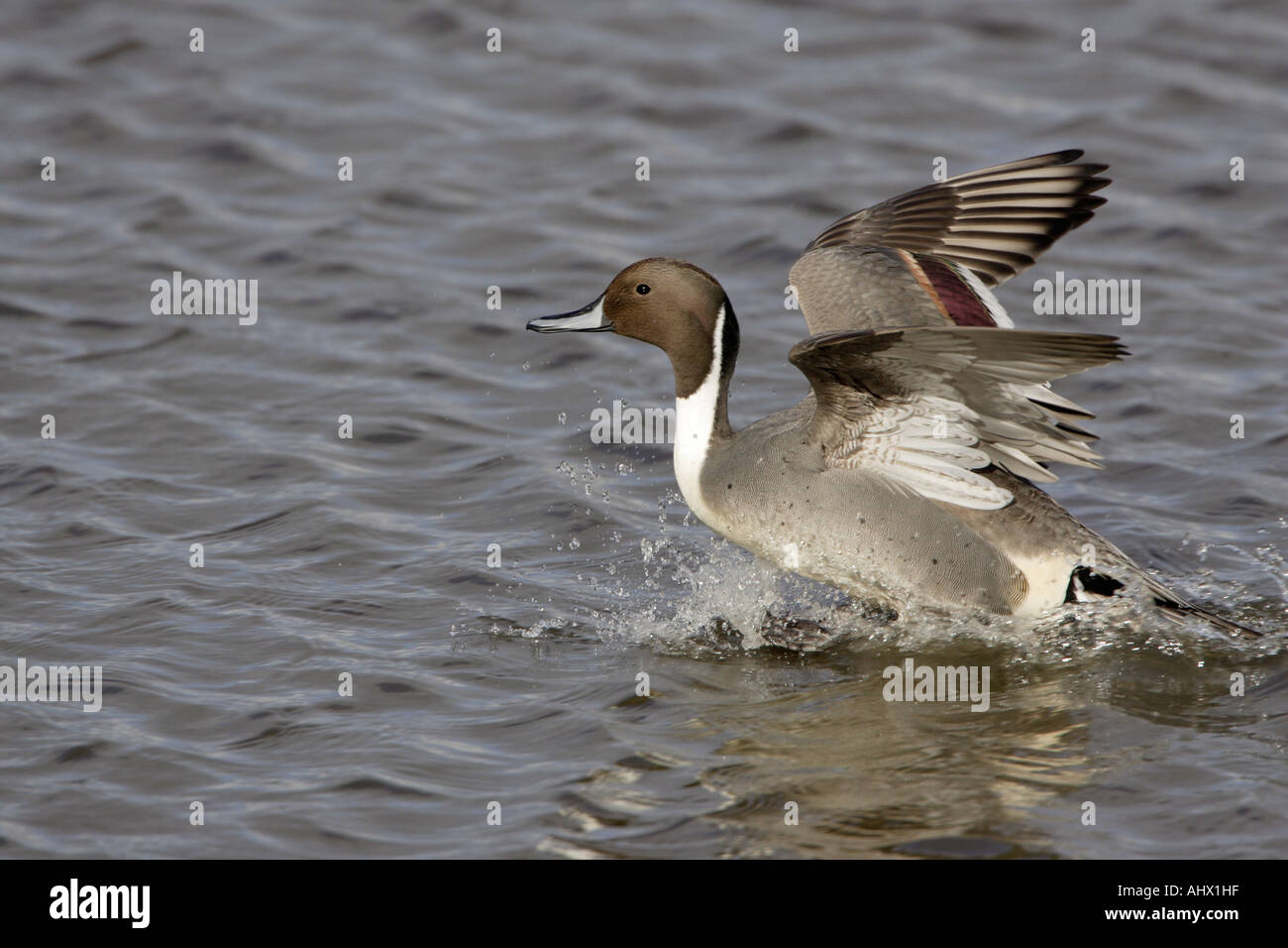 Male Pintail landing on water at Slimbridge WWT Stock Photo - Alamy