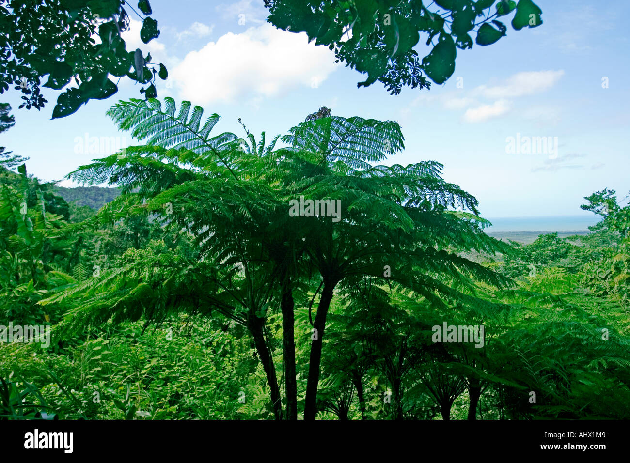 Image of a giant tree fern in the Daintree Rainforest framed in green ...