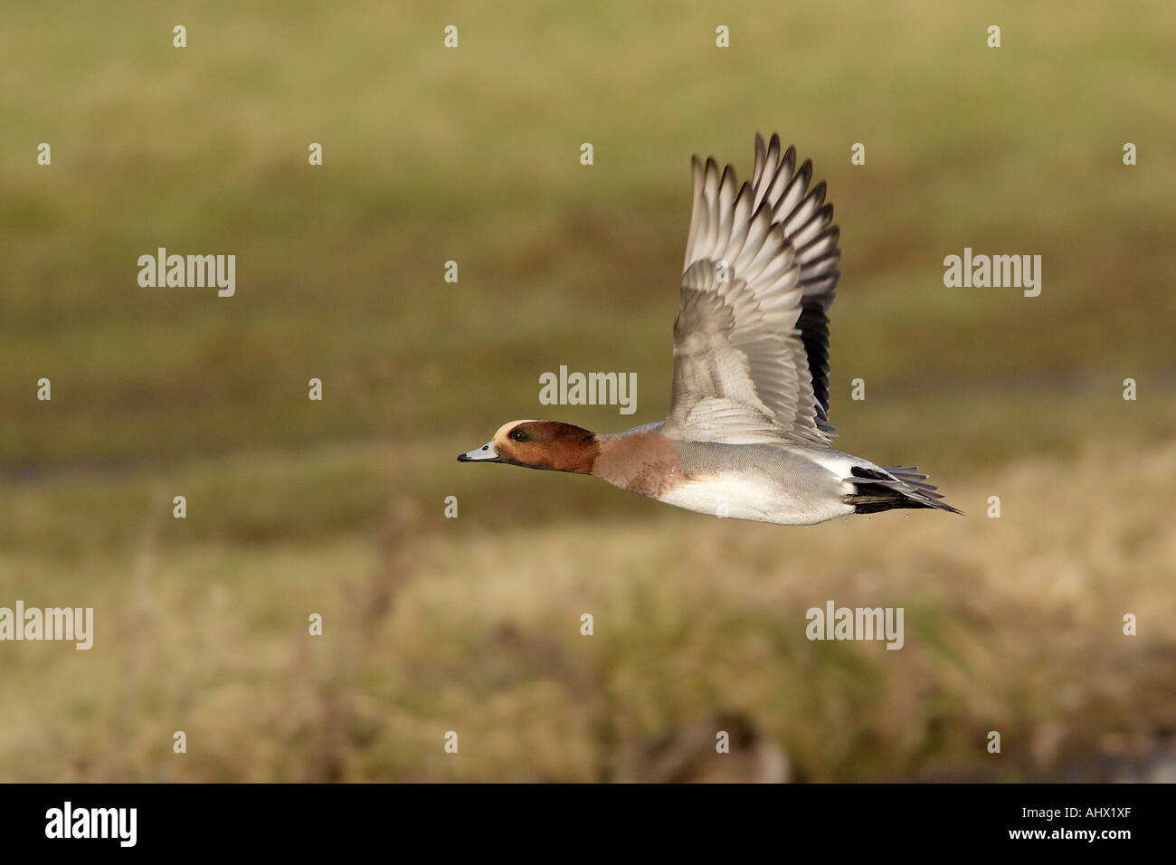Drake wigeon flying at Slimbridge WWT Stock Photo - Alamy
