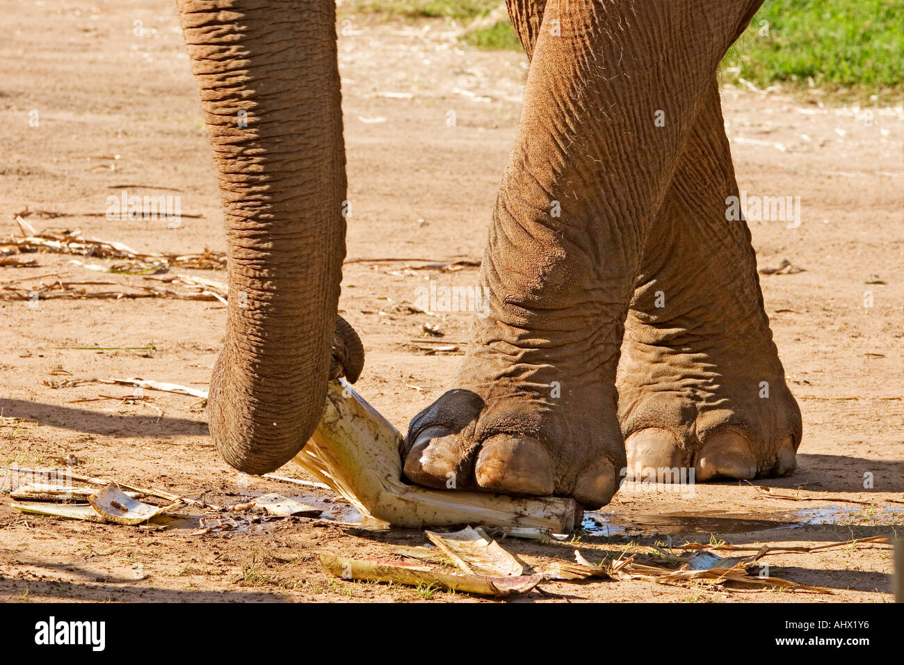 Close up photo of an Asian Elephant using its feet and trunk to tear ...