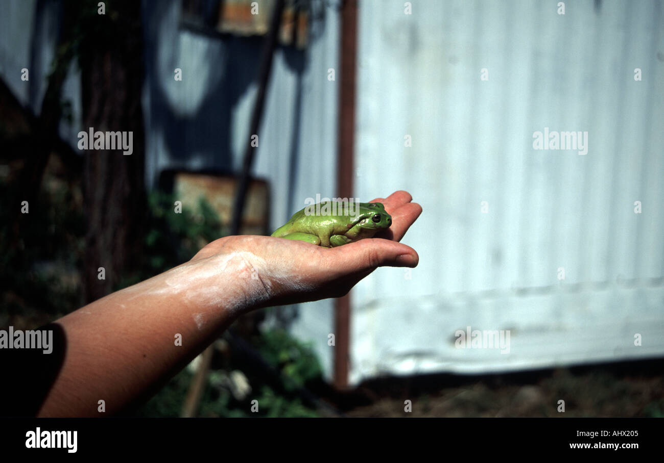 Hand holding green tree frog Queensland outback Australia Stock Photo ...