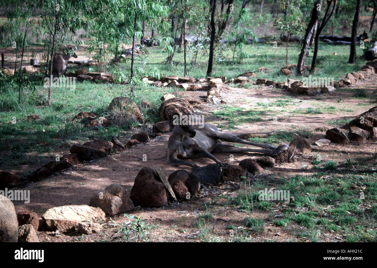 Bush kangaroo at Undara Queensland outback Australia Stock Photo - Alamy