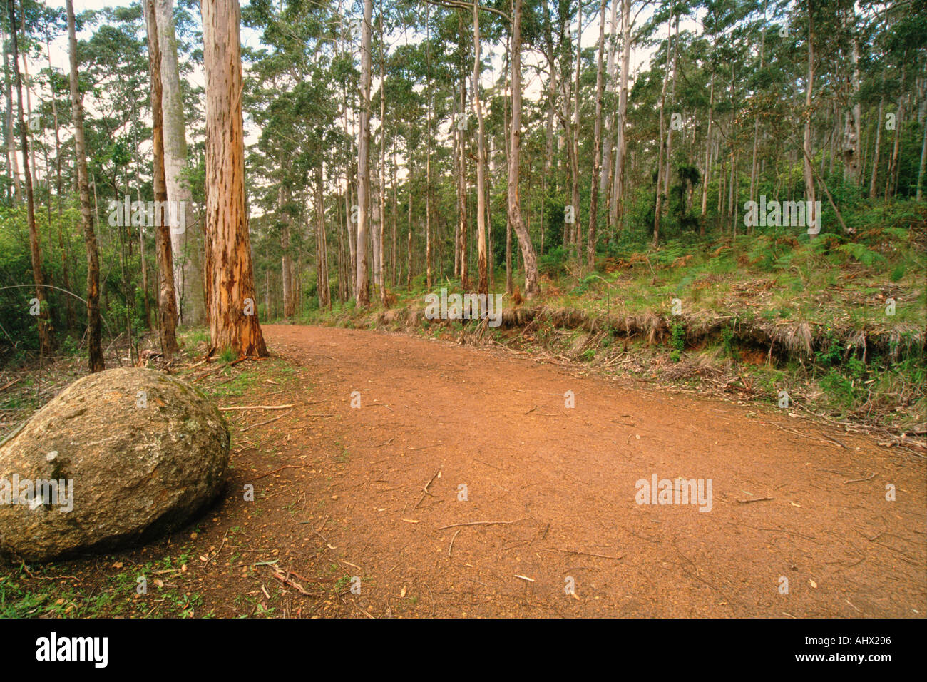 Native forest of Karri trees and ferns, Porongurup national park ...