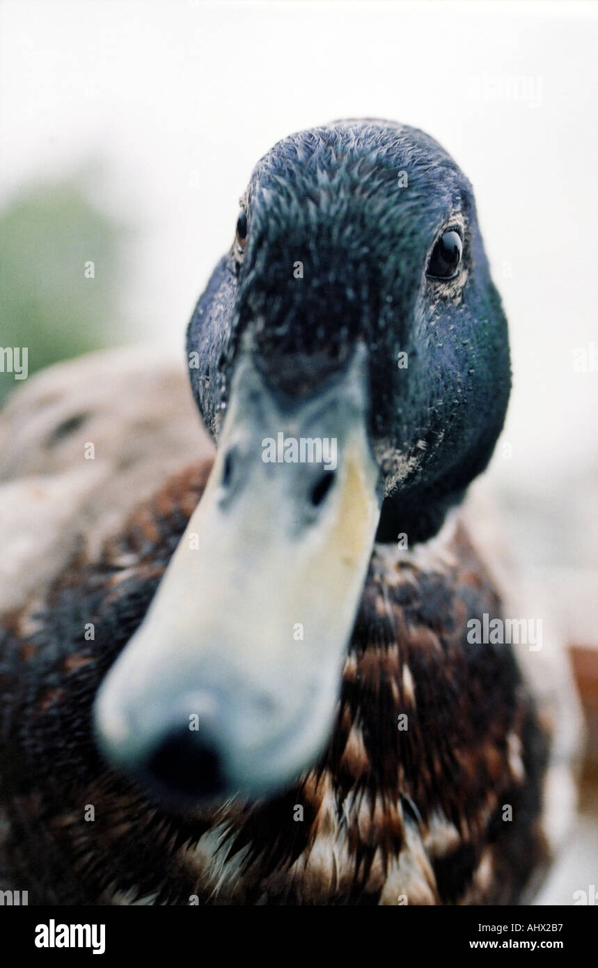 Malard duck beak hi-res stock photography and images - Alamy