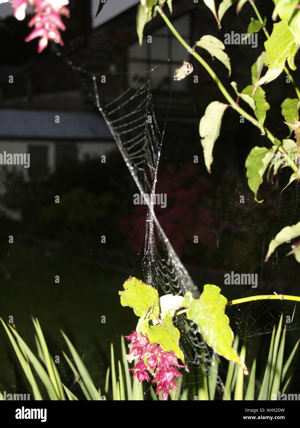 Shiny spider web, hanging between pink flower and leaves, in a garden ...