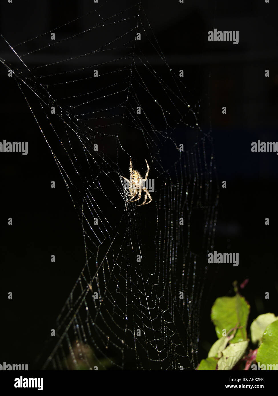 Spider night hi-res stock photography and images - Alamy