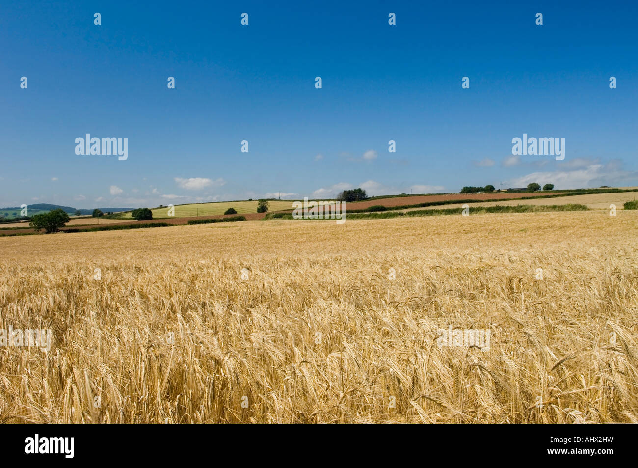 United kingdom on wheat grain hi-res stock photography and images - Alamy