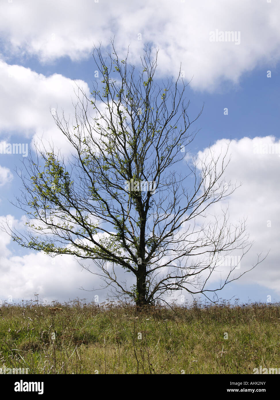 Tree with only a few leaves, backed by a dramatic, blue sky with white ...