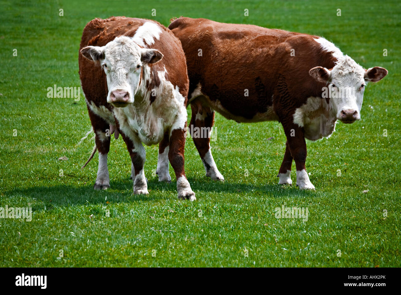 Domestic cow (Bos taurus), Vermont, USA Stock Photo - Alamy
