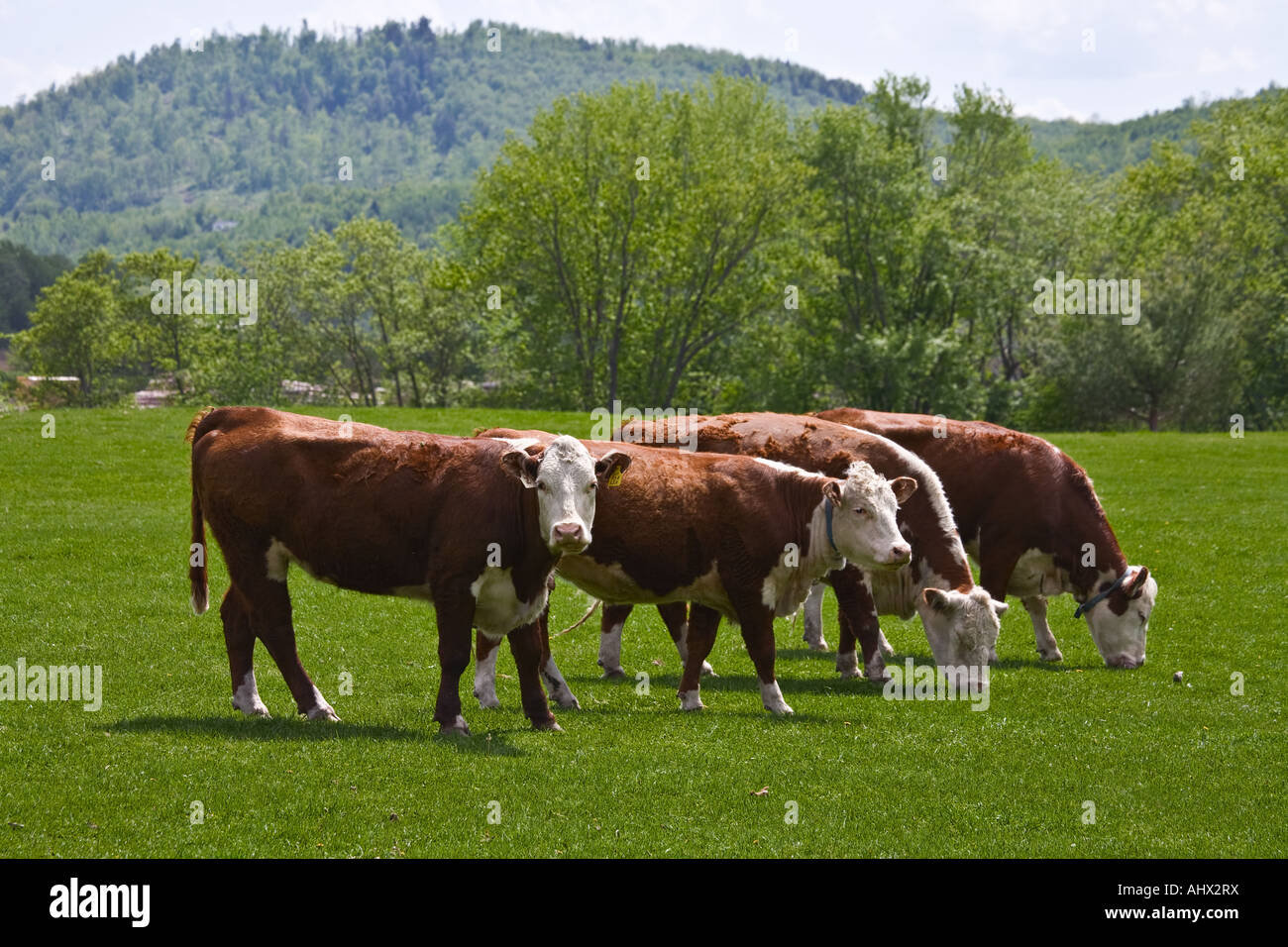 Domestic cow (Bos taurus), Vermont, USA Stock Photo - Alamy