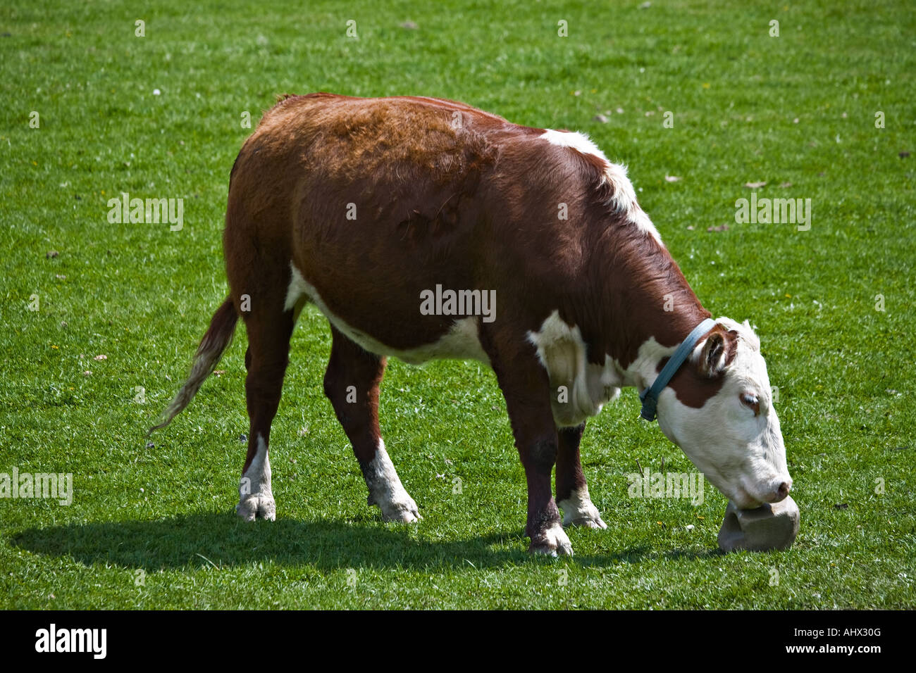 Domestic cow (Bos taurus), Vermont, USA Stock Photo - Alamy