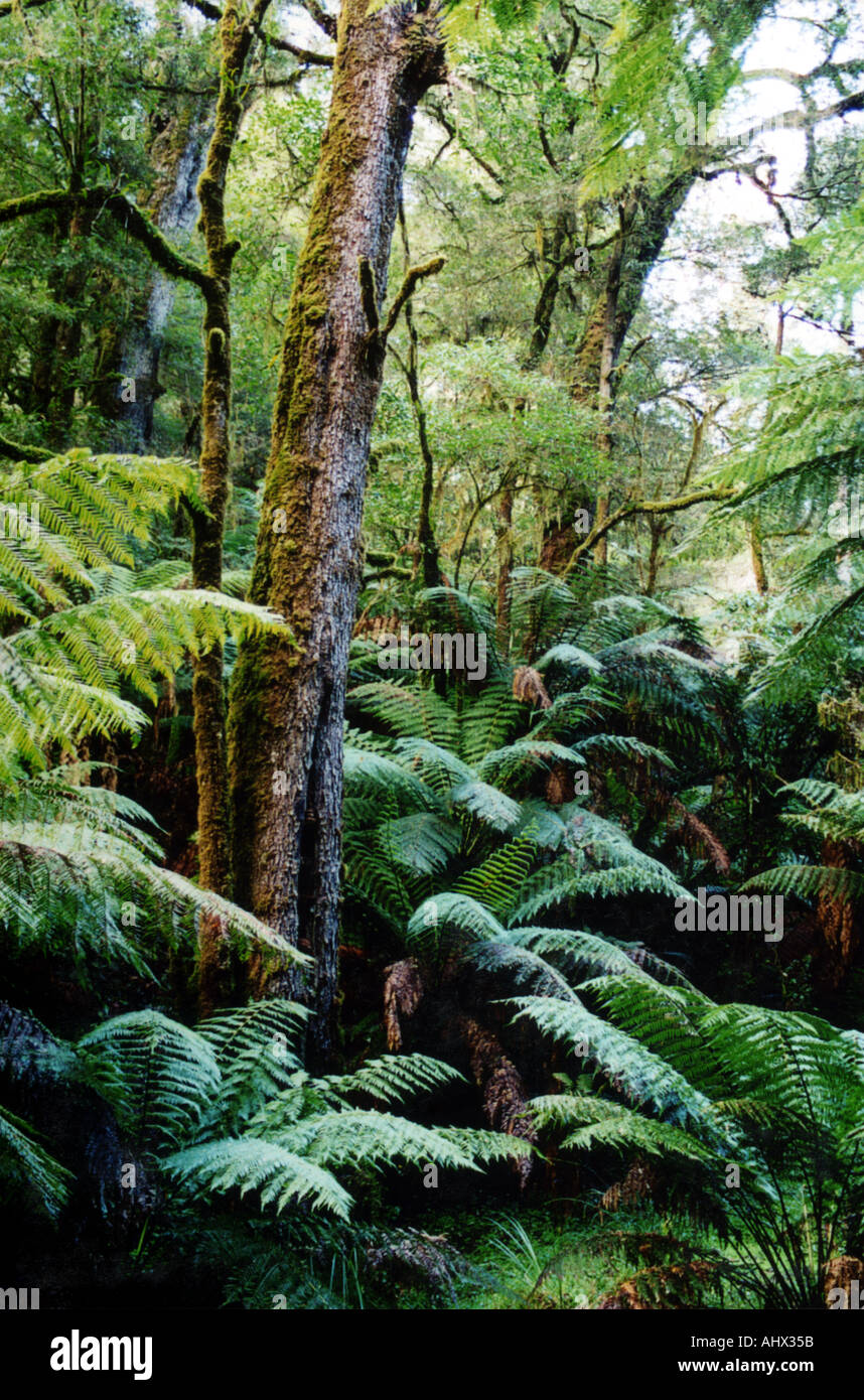 Rain forrest hi-res stock photography and images - Alamy