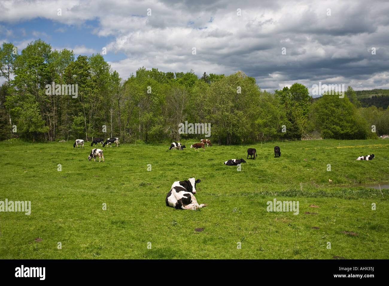 Vermont beef cattle hi-res stock photography and images - Alamy