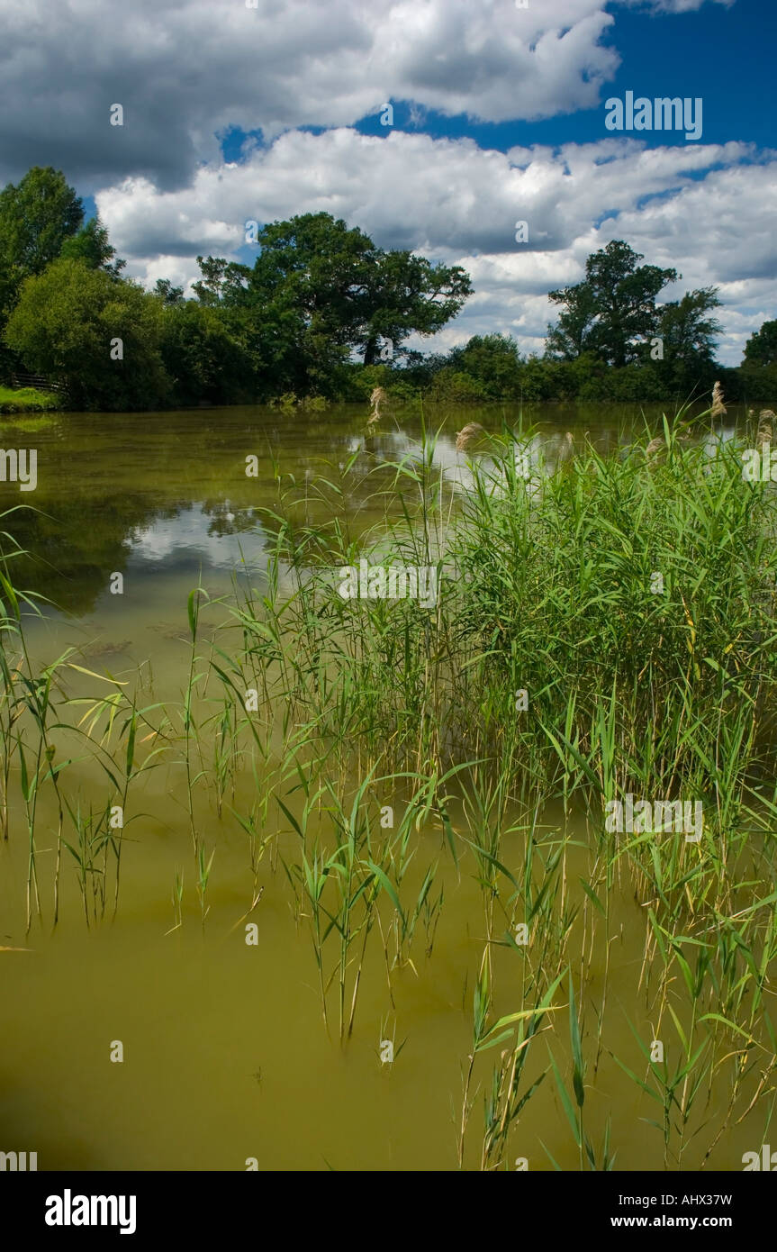 Pond in the middle of Hatchlands Park East Clandon Guildford Surrey ...