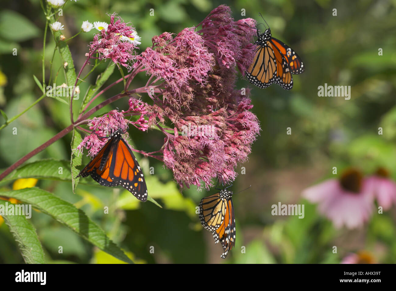 Monarch Butterflies Danaus plexippus Stock Photo - Alamy