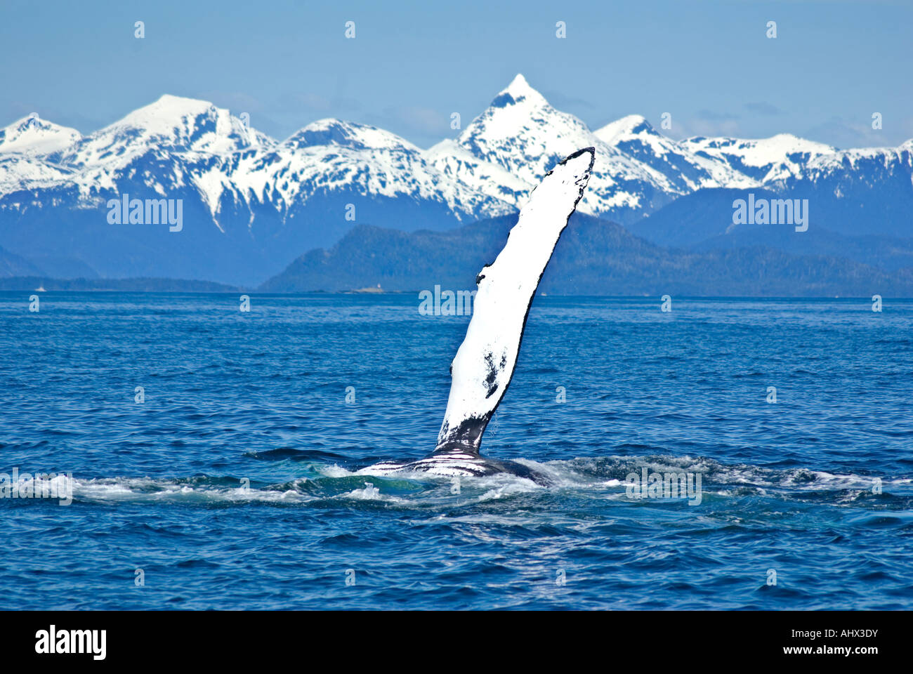Humpback Whale Flipper Slapping in Sitka Alaska Stock Photo - Alamy