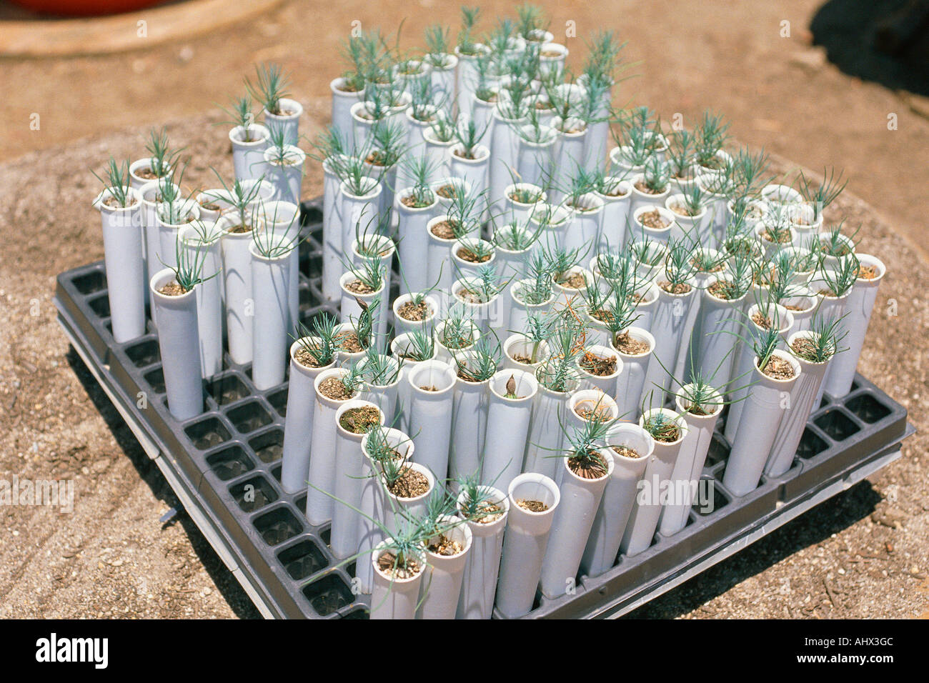 Tree seedlings flat Stock Photo - Alamy