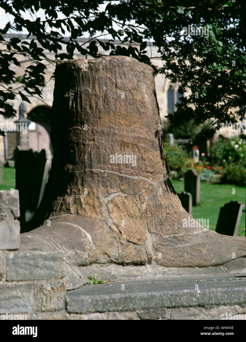 Fossil root hi-res stock photography and images - Alamy