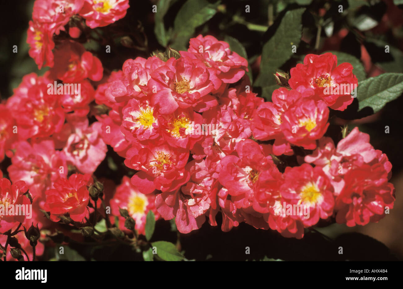 San Antonio Texas USA Botanical Garden Hybrid Musk Rose Robin Hood ...