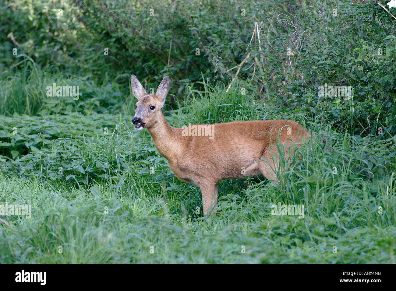 Female Roe Deer emerging from a Wood Stock Photo - Alamy