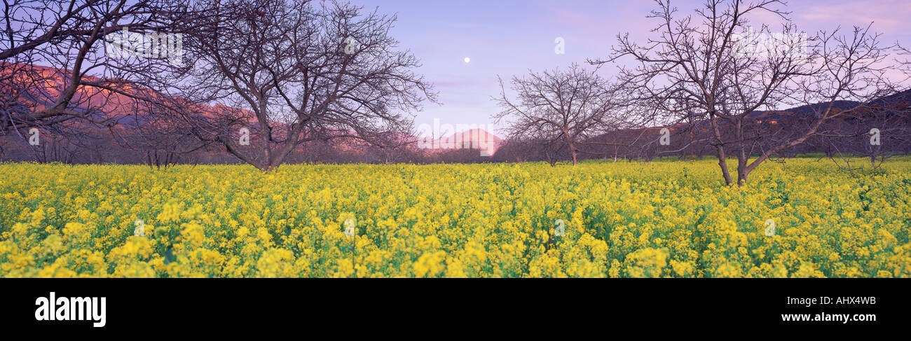 Panoramics yellow hi-res stock photography and images - Alamy