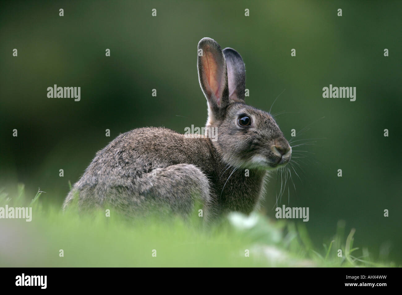 RABBIT Oryctolagus cuniculus Stock Photo - Alamy