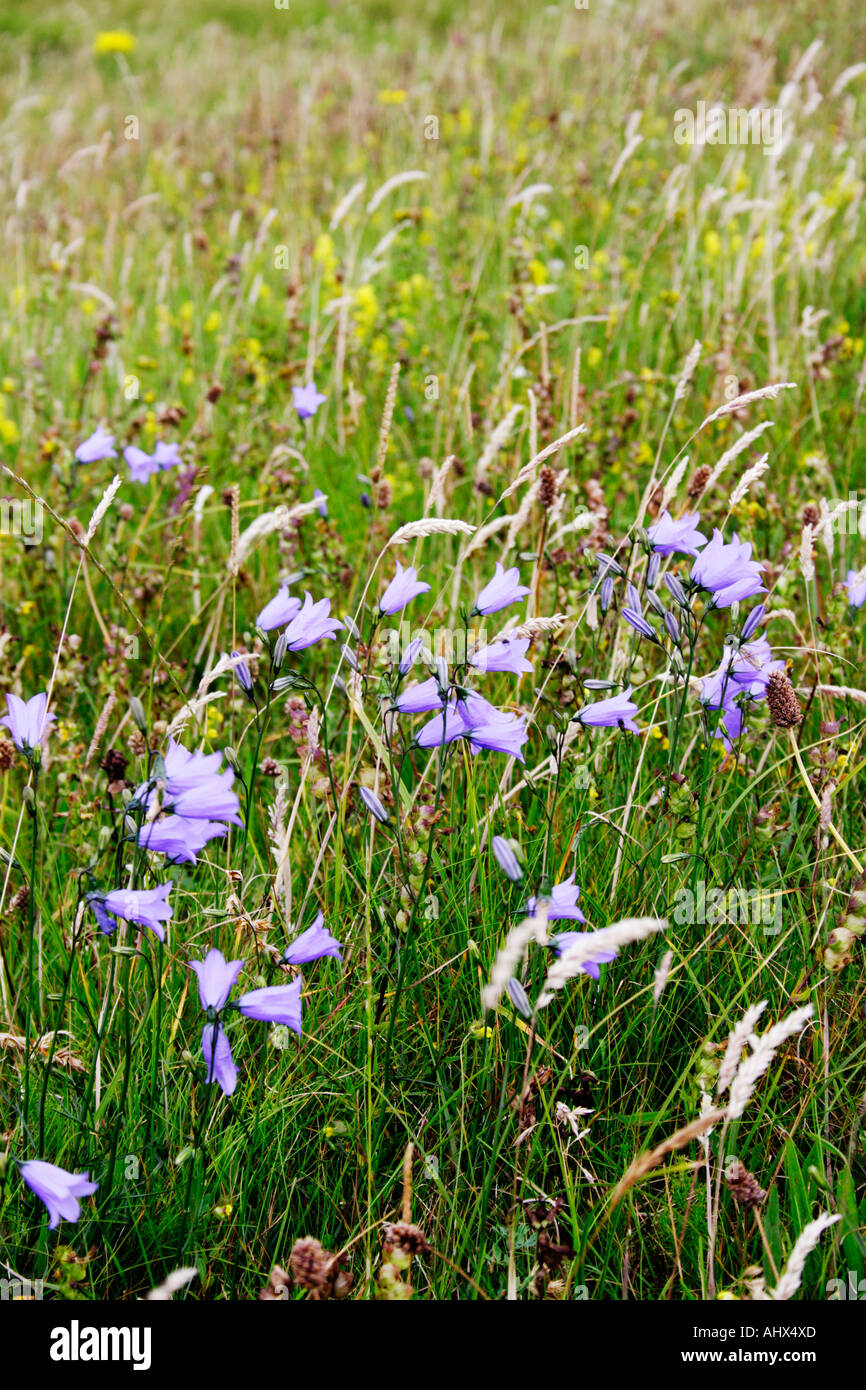 Wild Blue Bells on the "Isle of Doagh" in Inishowen, Donegal, Eire ...
