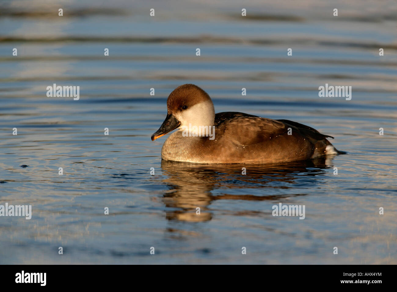 Netta rufina female hi-res stock photography and images - Alamy