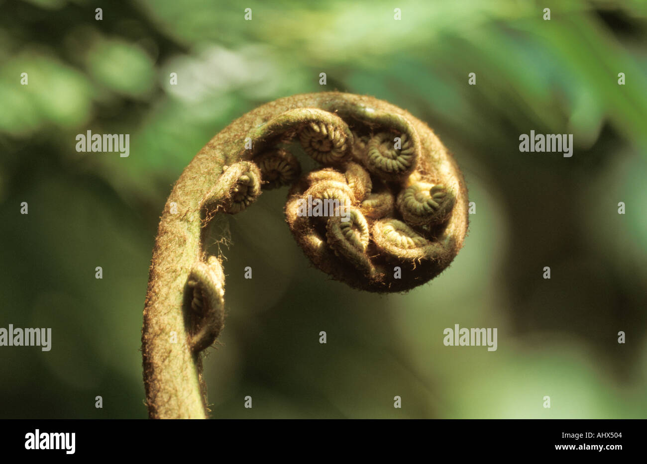 San Antonio Texas USA Botanical Garden Ferns New growth Stock Photo - Alamy