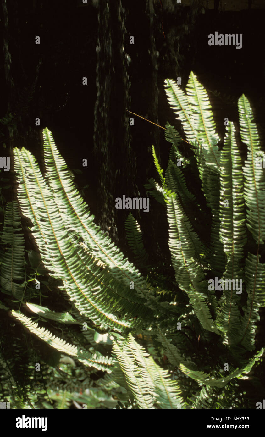 Texas ferns hi-res stock photography and images - Alamy