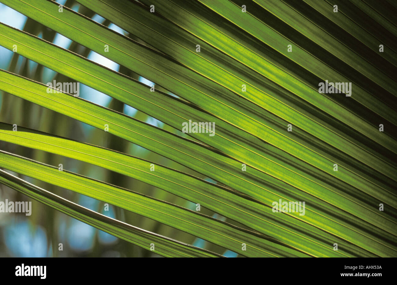 San Antonio Texas USA Botanical Garden Double Coconut Palm Tree ...