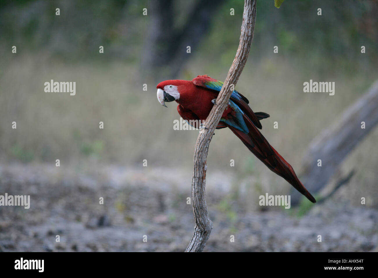 Red and green macaw Ara chloroptera Brazil Stock Photo - Alamy