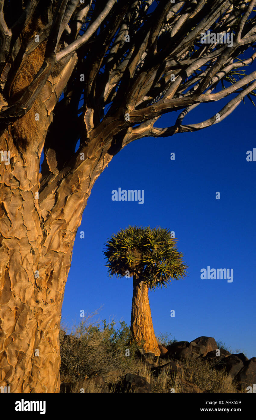 Gold quiver hi-res stock photography and images - Alamy